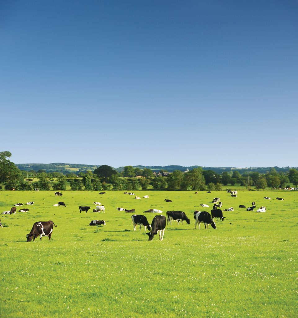 Cows in pasture high res 17508822 - FRS Farm Relief Services