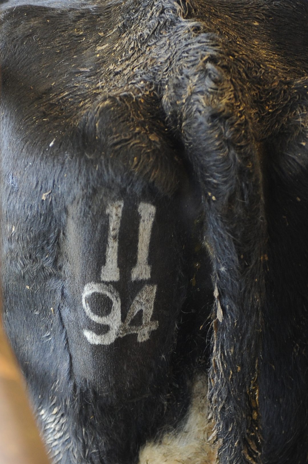 The final stretch for Freeze branding