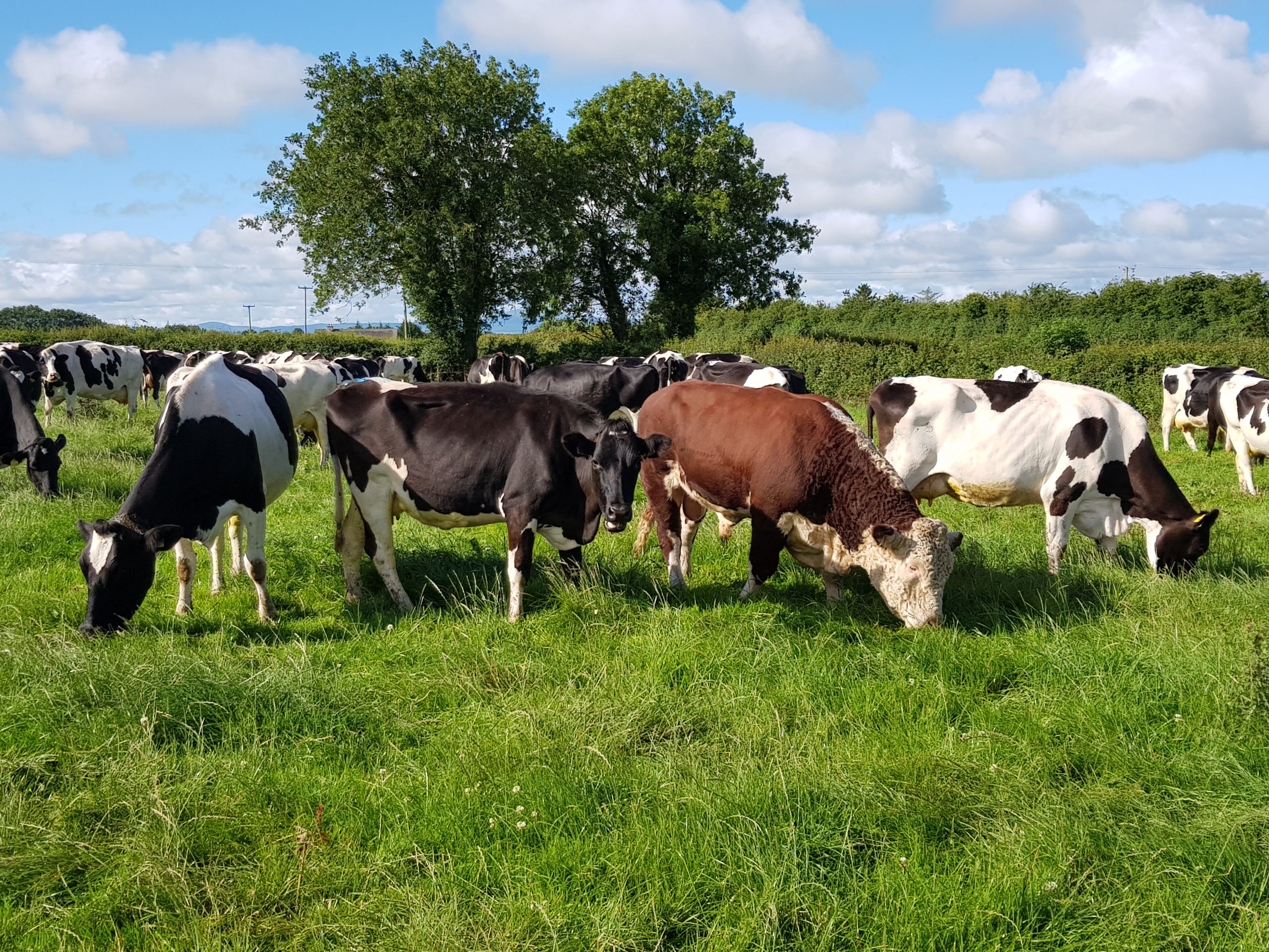 Top Tips for a Successful Breeding Season - FRS Farm Relief Services