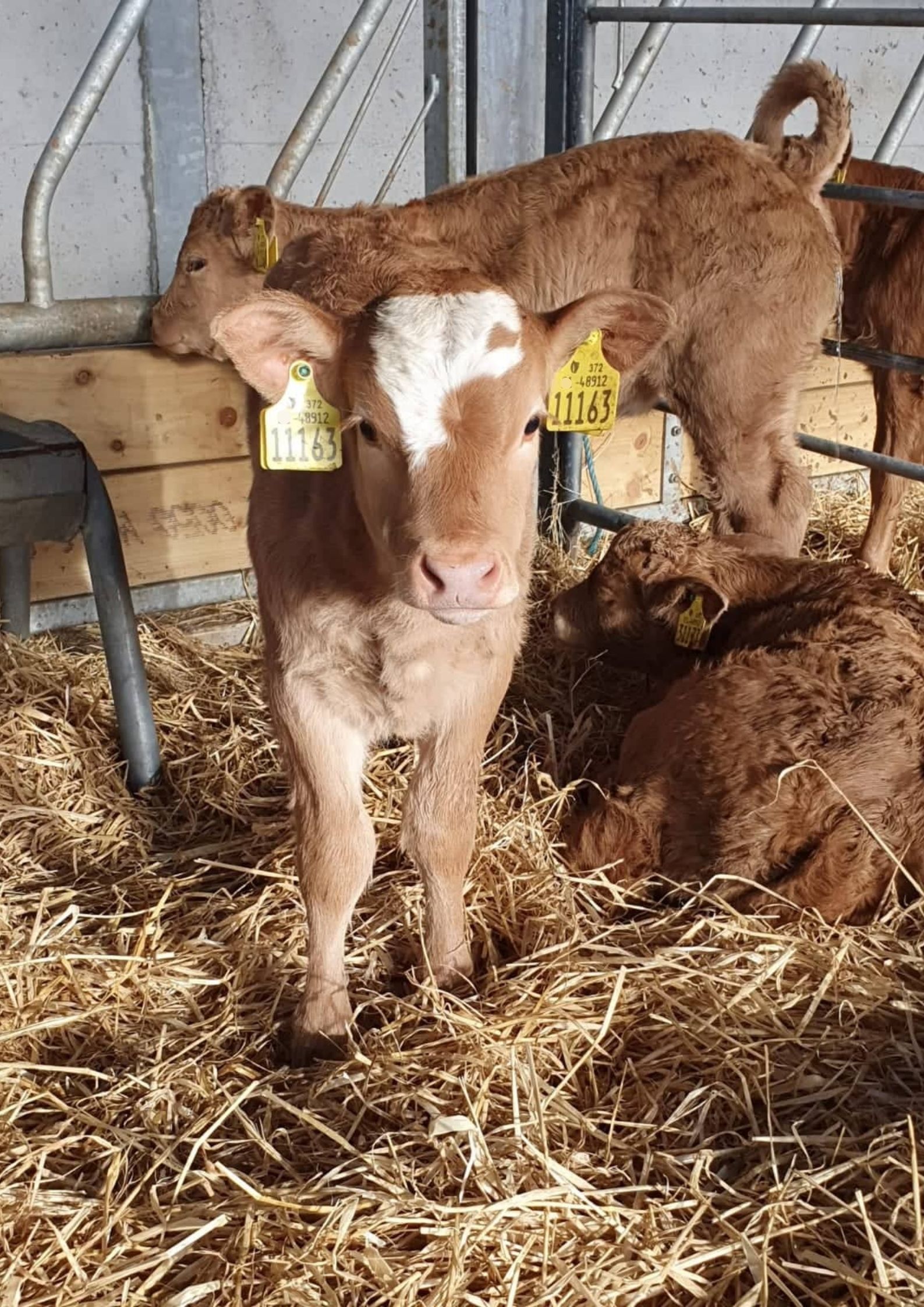Prepare Your Calving Essentials | Spring 2021 - FRS Farm Relief Services